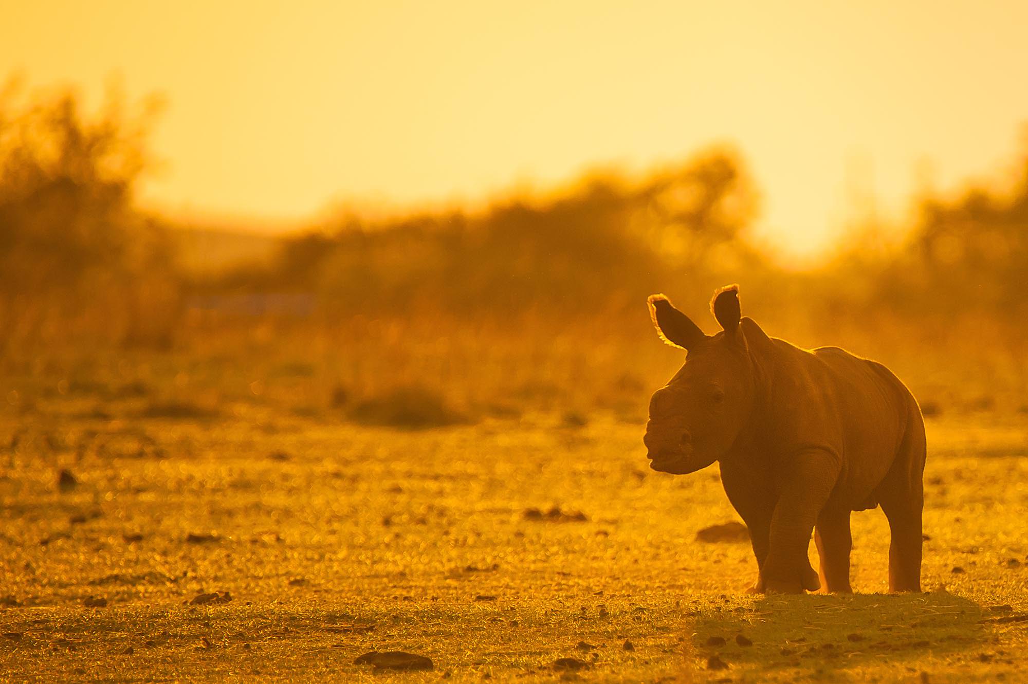 Rhino Conservation | Wild in Africa