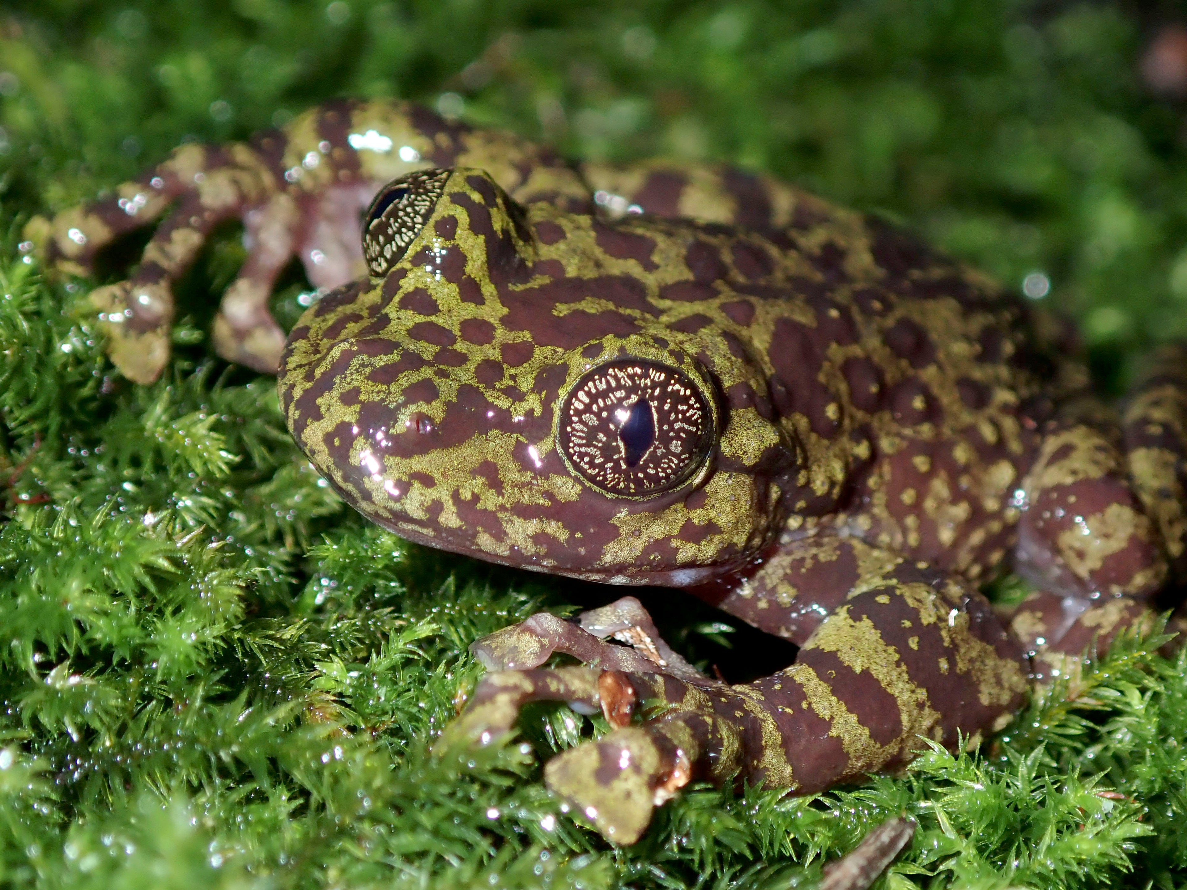Table Mountain Ghost Frog Charity Bracelet: A Symbol of Hope