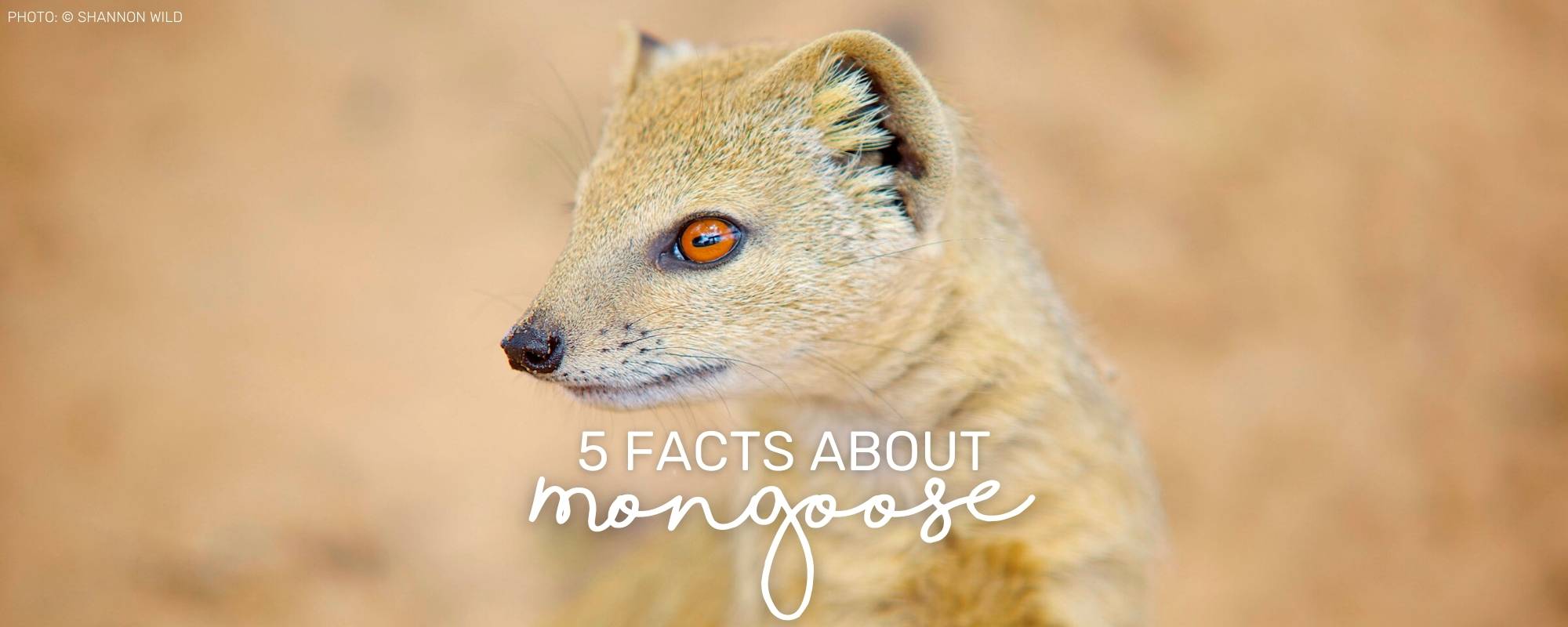 5 Furry Mongoose Facts | Wild in Africa