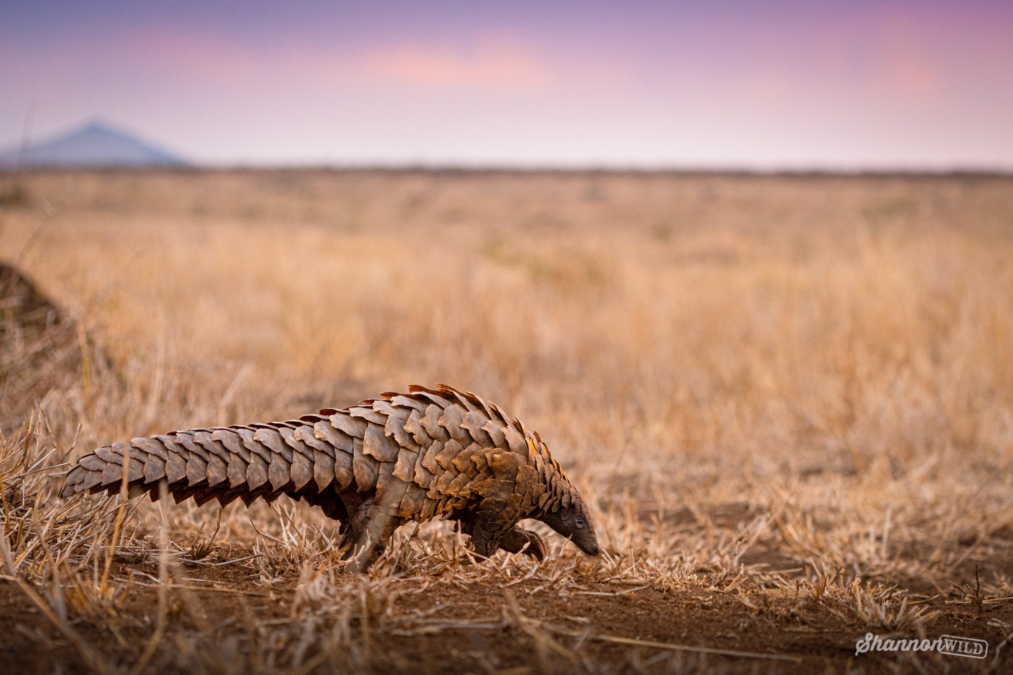 Pangolin Conservation | Wild in Africa